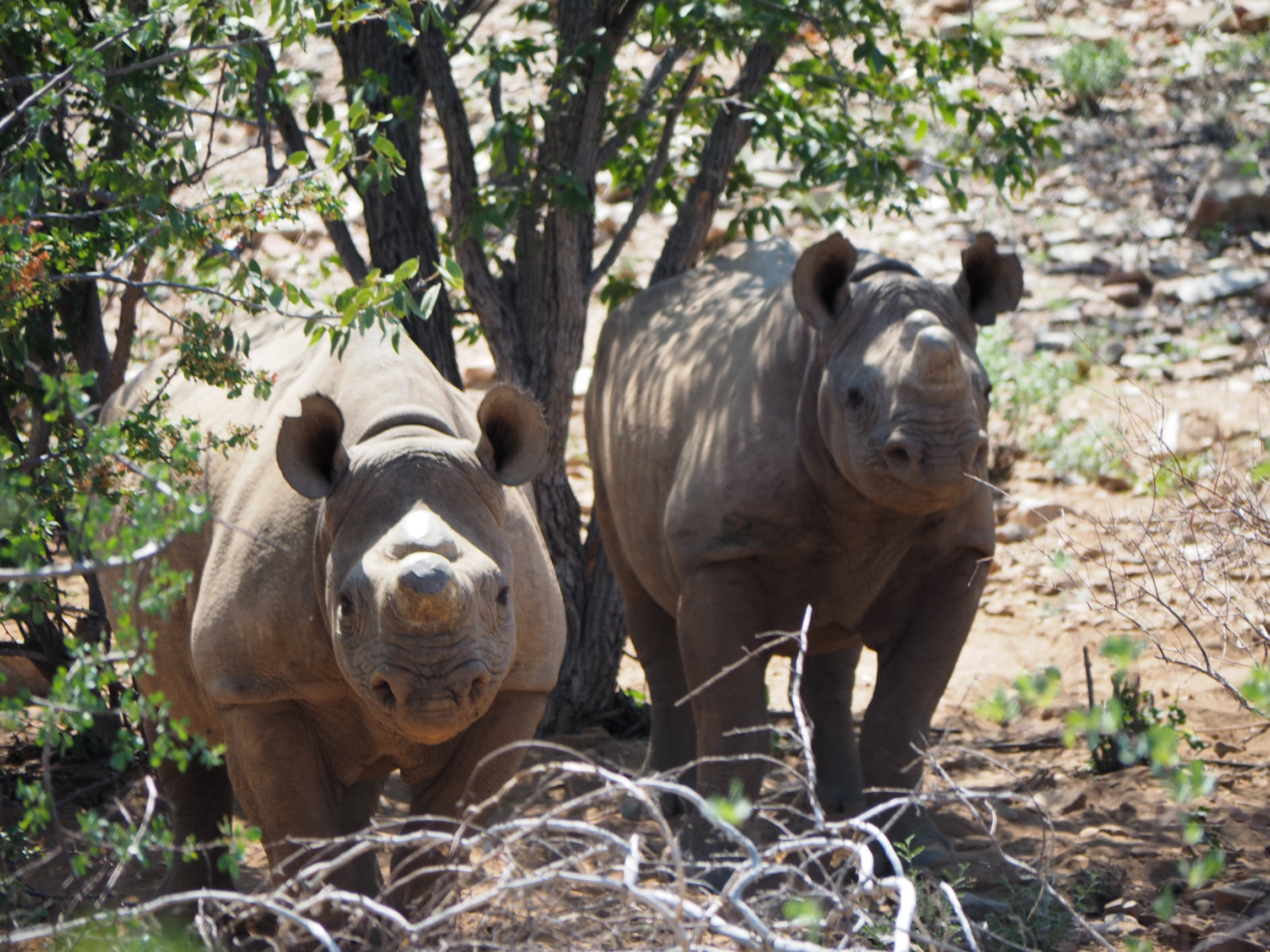 Trip experience – black rhino trekking with Ultimate Safaris – Kusini ...