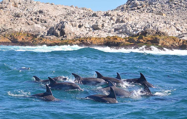 Discover the Eastern Cape – Kusini Collection