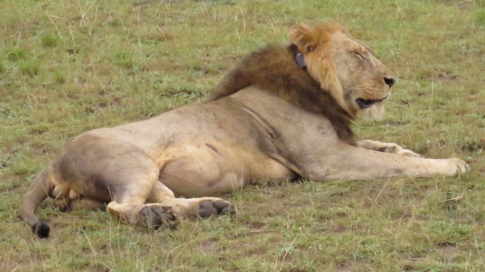 Lion tracking in Queen Elizabeth National Park, Uganda – Kusini Collection
