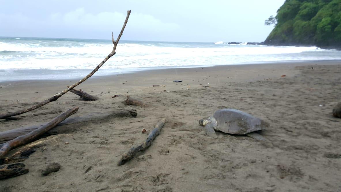 Olive Ridleys at Corozalito Beach, Guanacaste – Kusini Collection